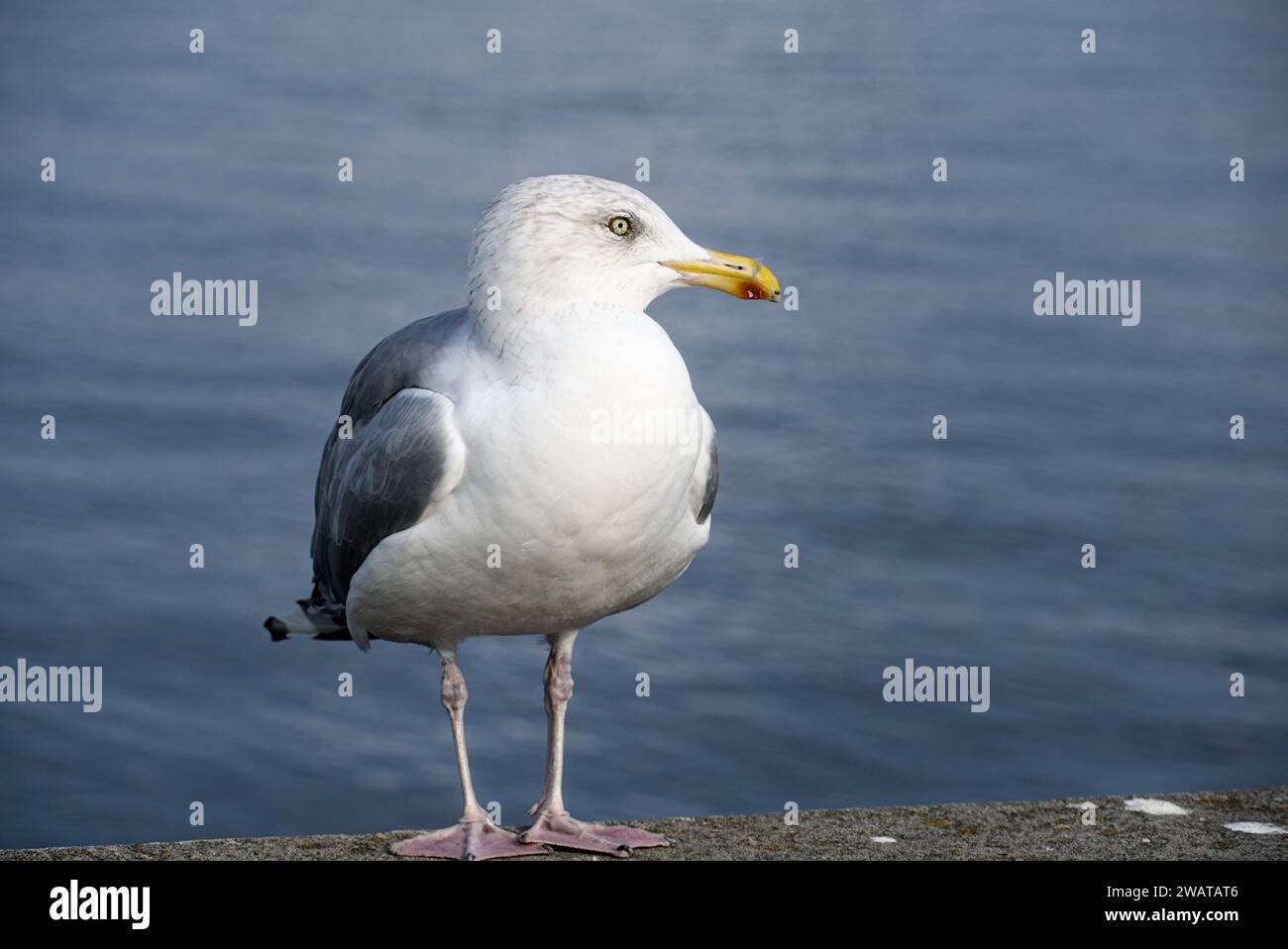 Curious looking seagull hi-res stock photography and images - Alamy