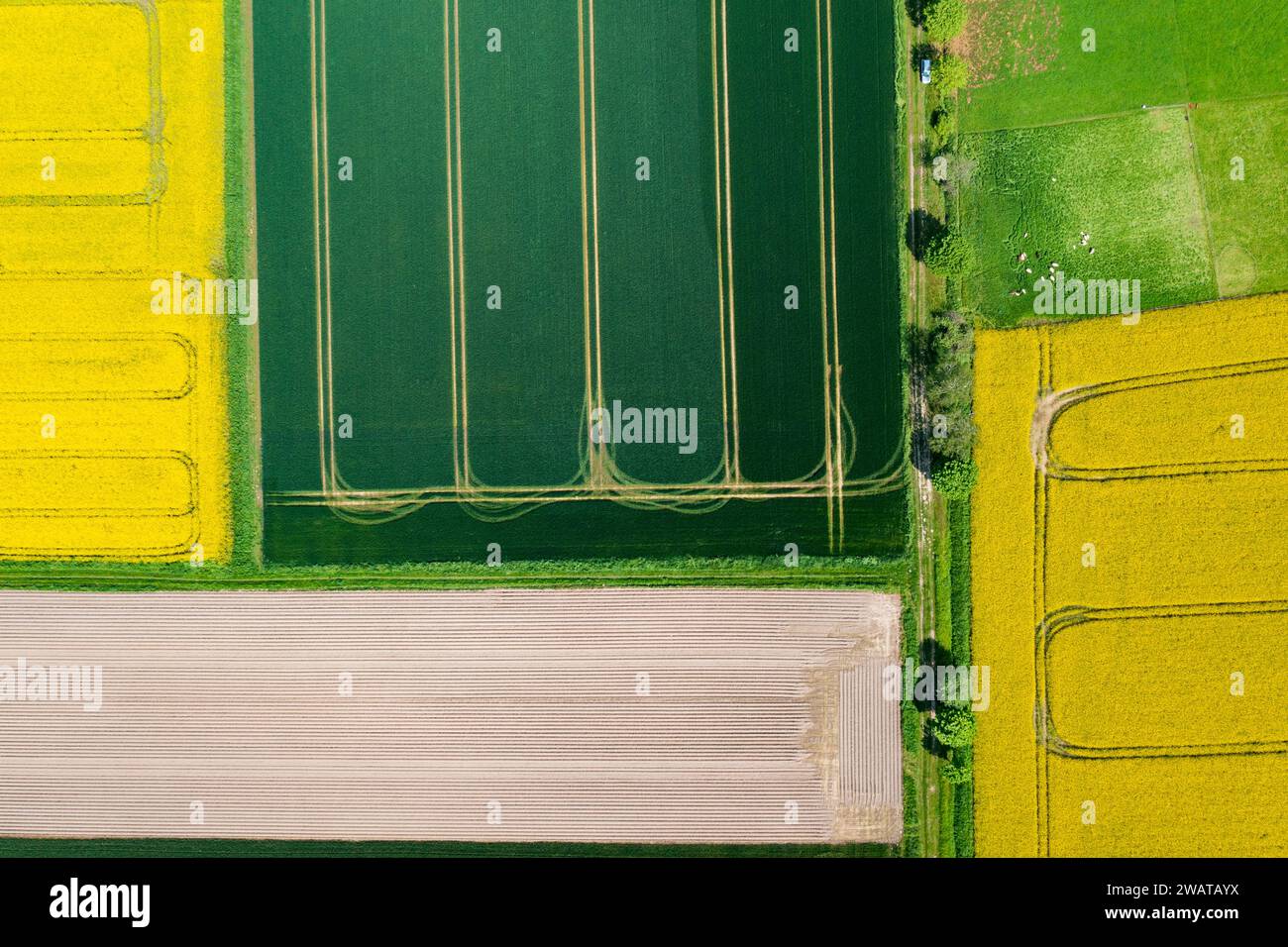 aerial view of canola and corn field Stock Photo - Alamy
