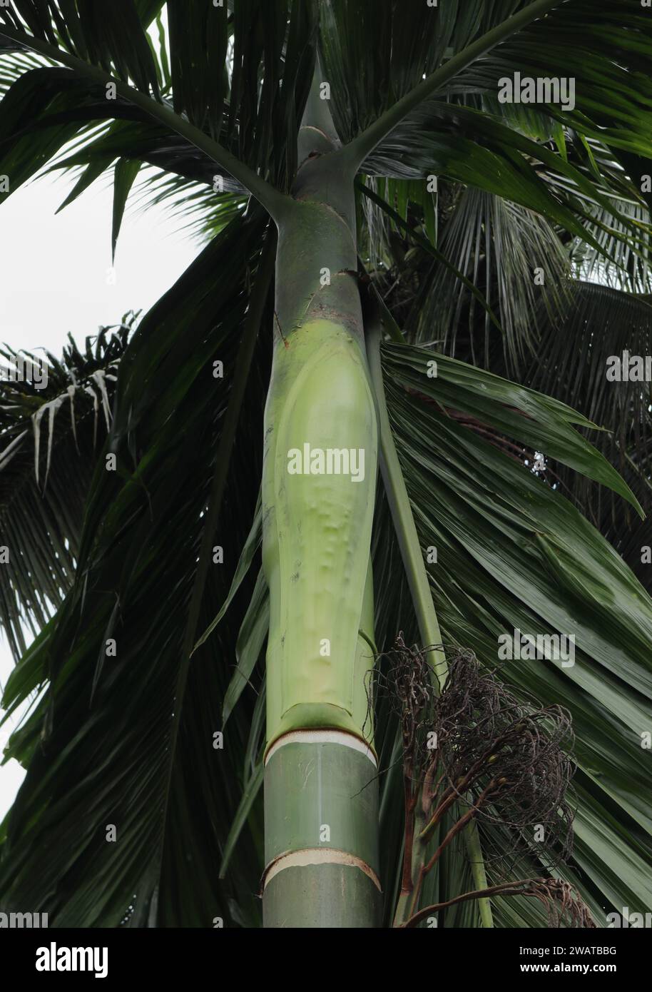 Vertical view of an Areca nut palm tree top, with an unopened flower ...