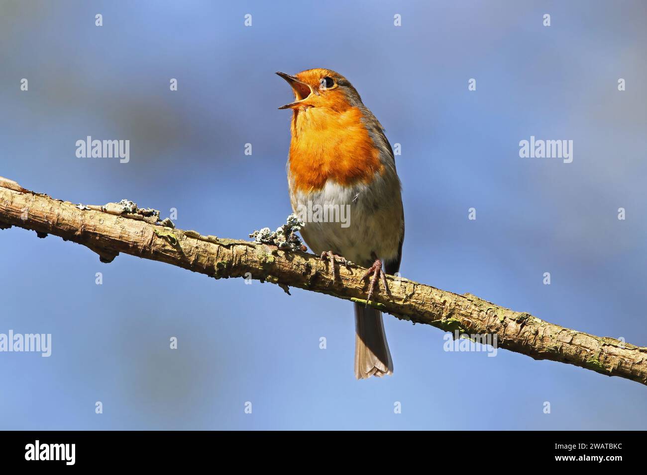 Robin song hi-res stock photography and images - Alamy