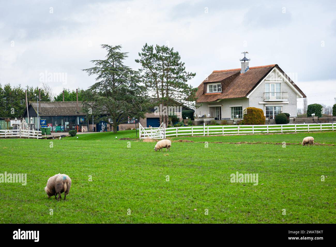 Idyllic view of a farmhouse with sheep in a meadow in the countryside ...
