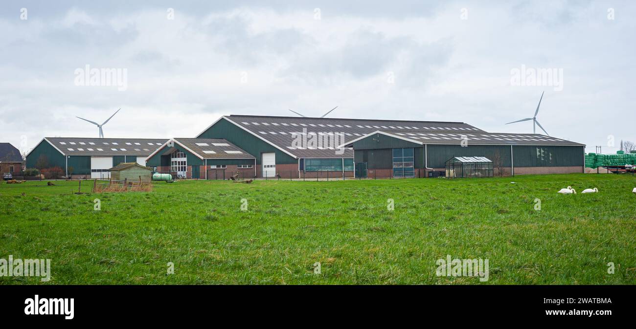 Panoramic view of a dairy farm in the green countryside of Holland ...