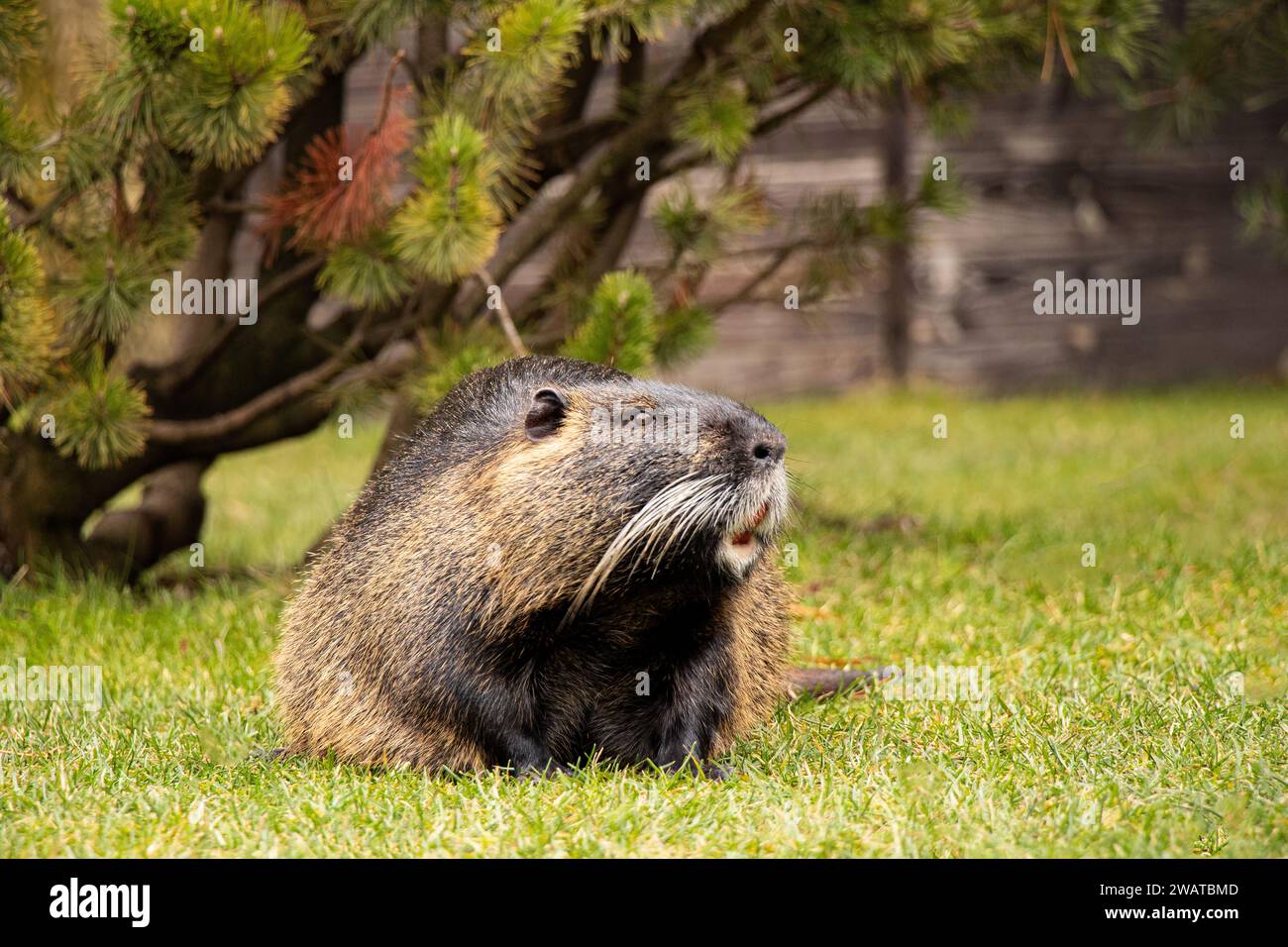 Nutria semiaquatic sits on the grass in parks in winter in Ukraine in ...