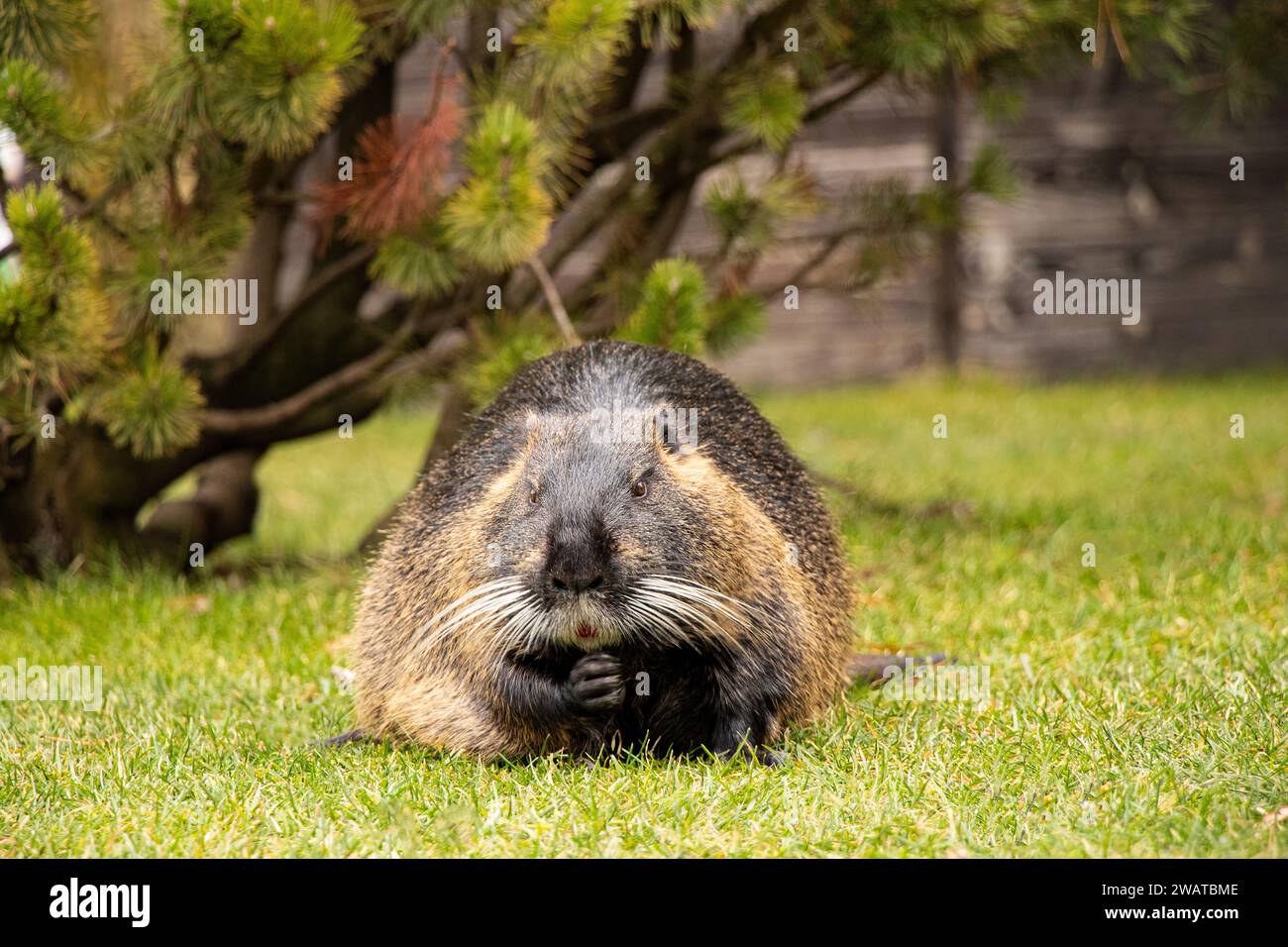 Nutria semiaquatic sits on the grass in parks in winter in Ukraine in ...