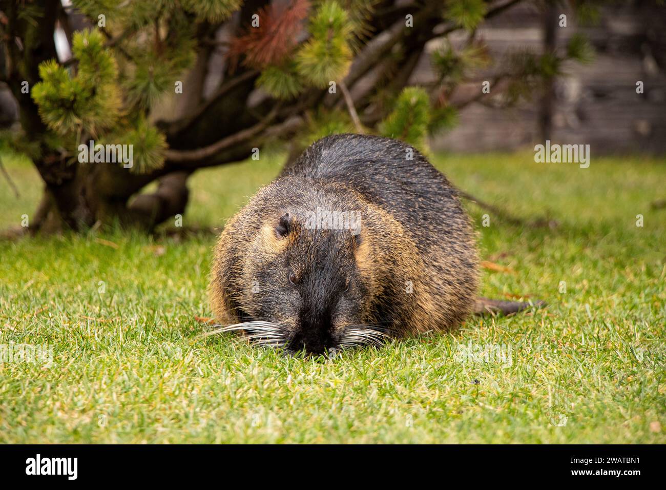 Nutria semiaquatic sits on the grass in parks in winter in Ukraine in ...
