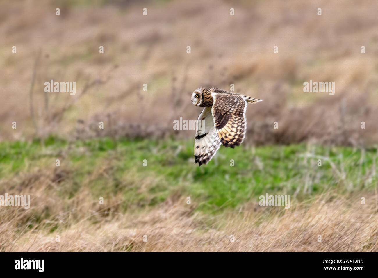 Short-Eared Owl in flight over rough grassland ( Abstract Photograph ...
