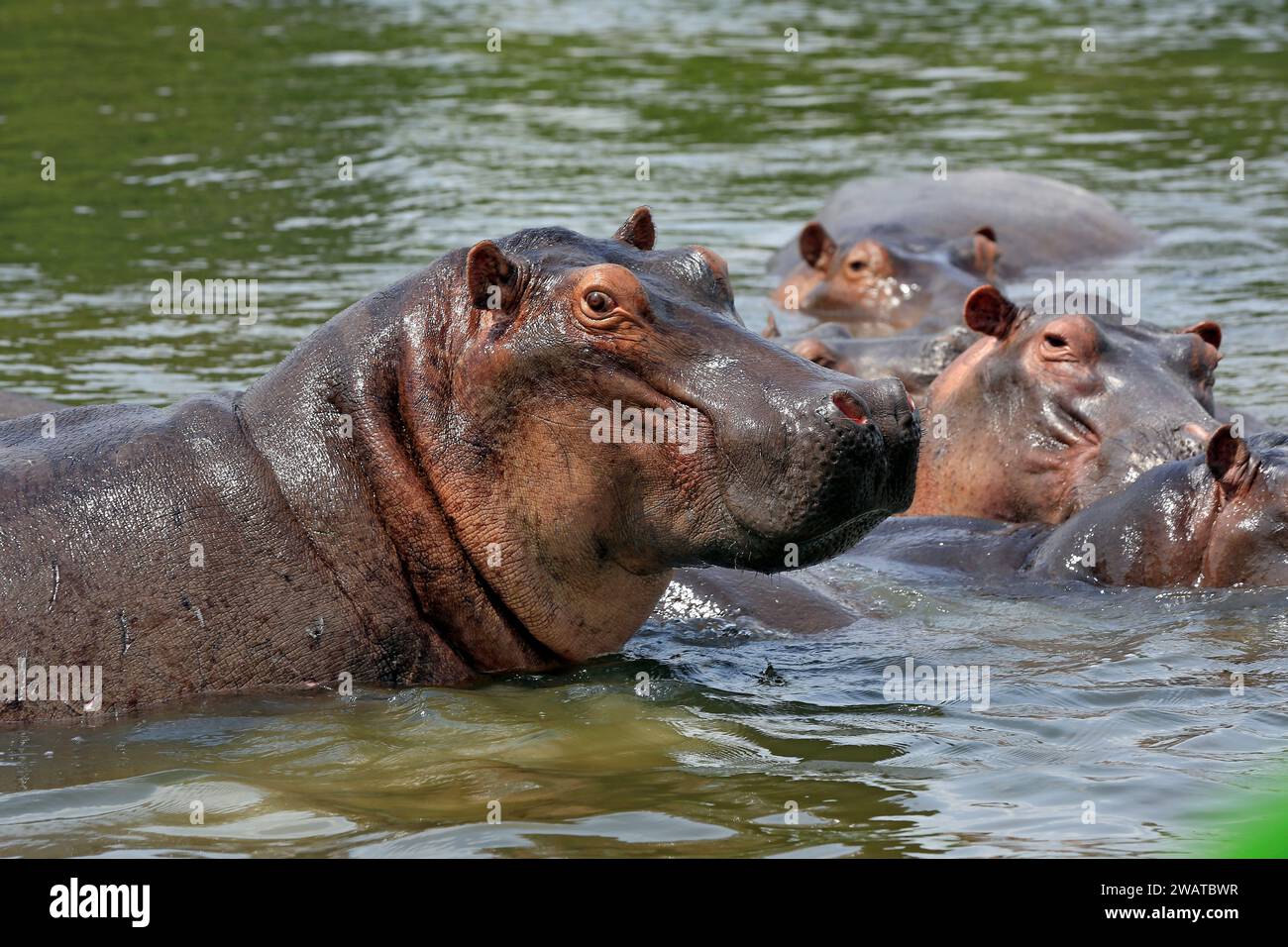Hippopotamus (Hippopotamus Amphibius) in Lake. Murchison Falls National ...