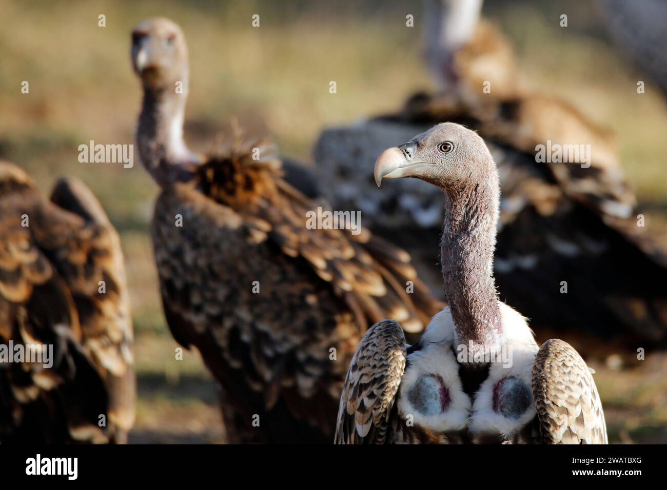 Rüppell's Vultures (Gyps rueppelli). Amboseli, Kenya Stock Photo - Alamy