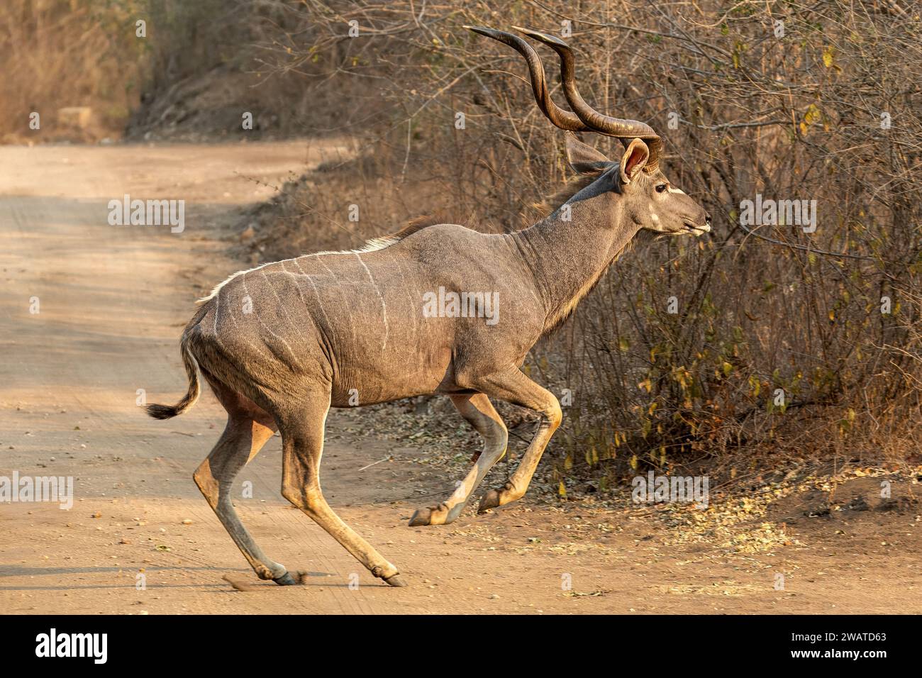 Kudu greater running hi-res stock photography and images - Alamy