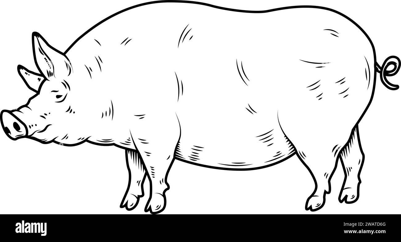 Illustration of a large fat pig isolated on white background. Pork meat ...