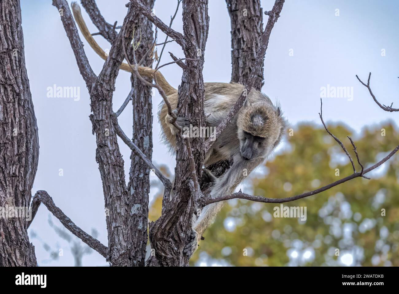 Yellow Baboon adult female, with mange, climbing down a tree, Majete ...