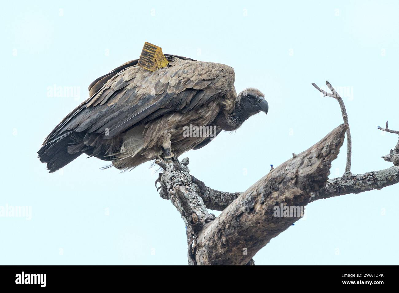 Fauna monitoring hi-res stock photography and images - Alamy