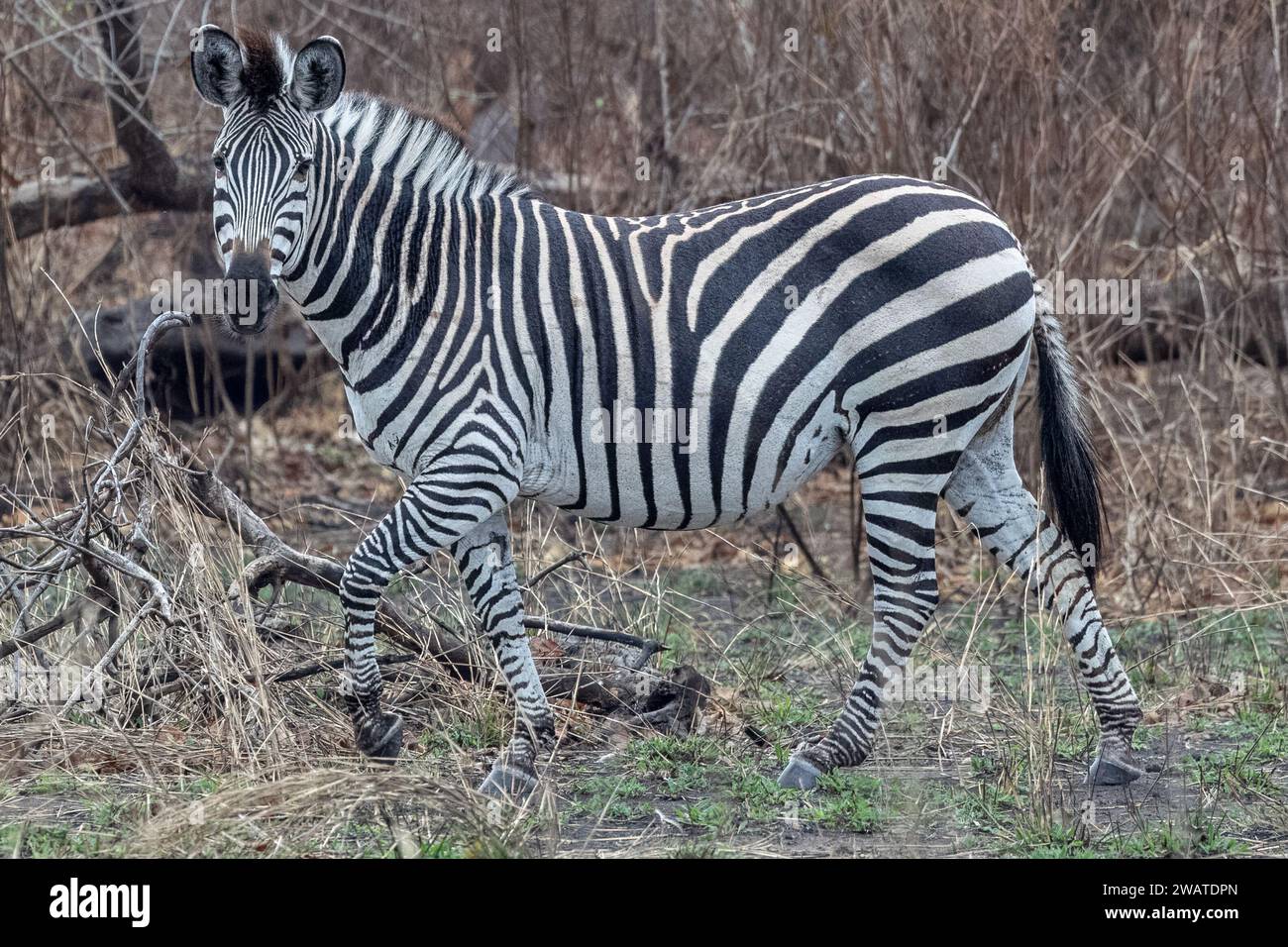 Zebra wildlife hi-res stock photography and images - Alamy