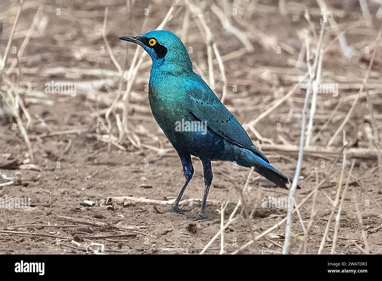 Wildlife starling hi-res stock photography and images - Alamy
