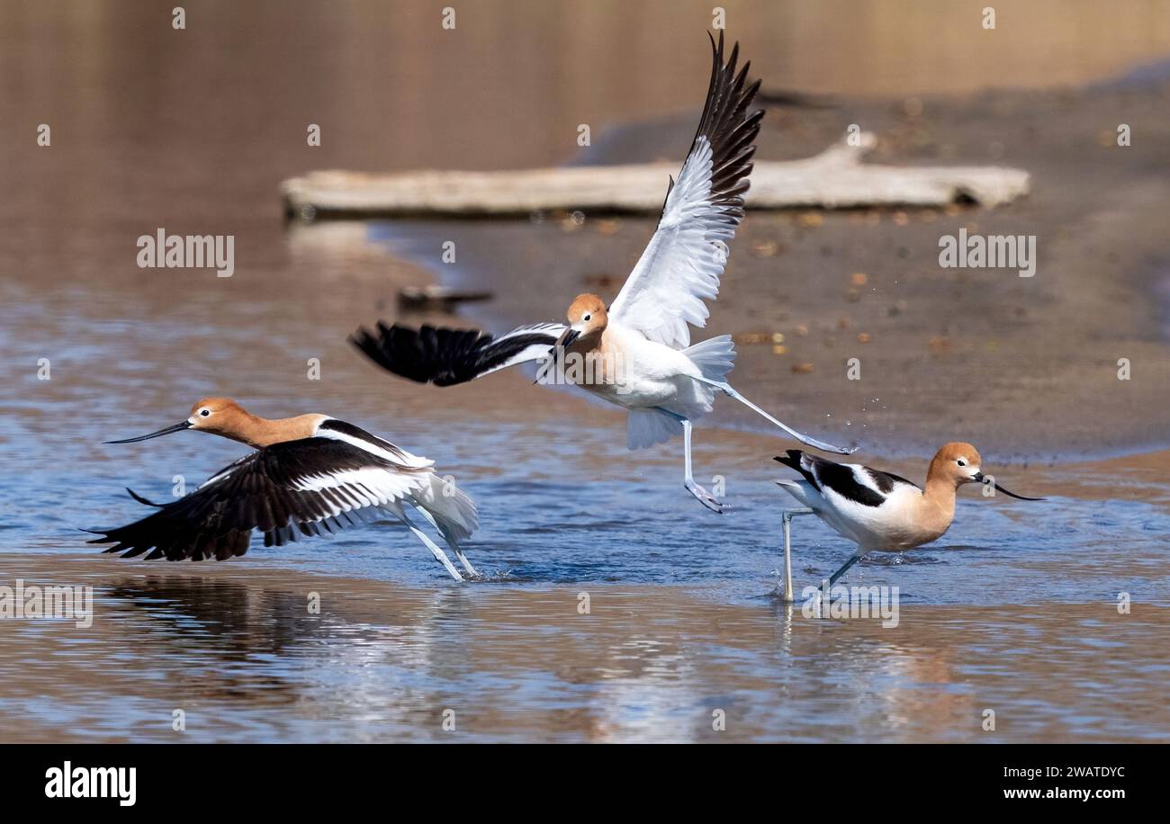 An American Avocet male, ready to mate with the female, becomes ...