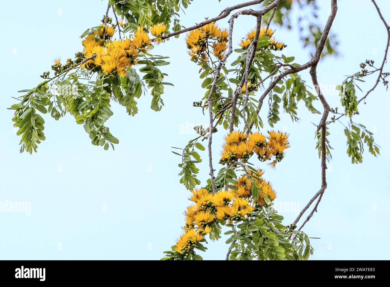 Mango Tree Flowers Colour