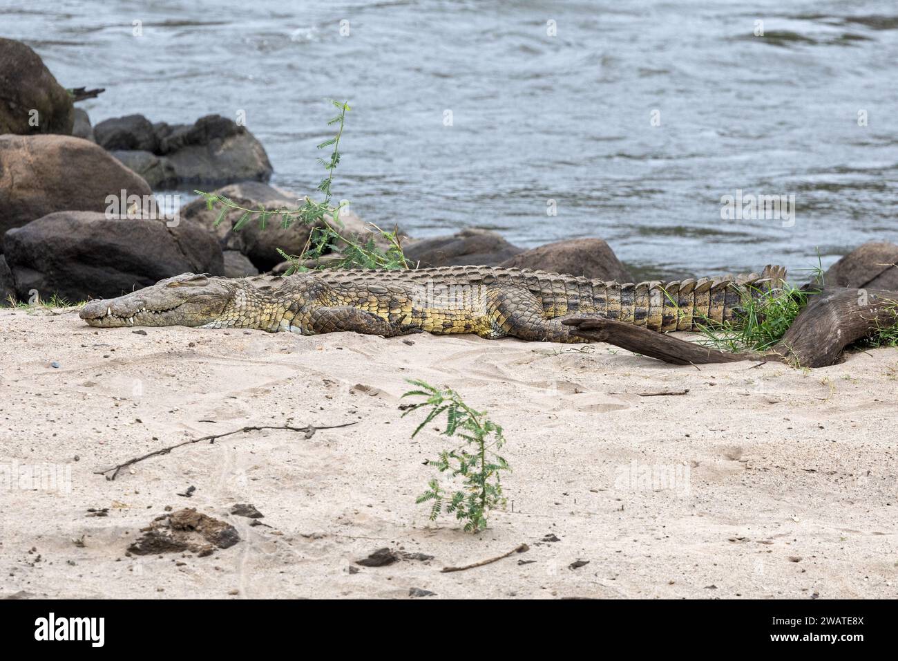 Nile crocodile, Shire river, Majete Wildlife Reserve, Malawi Stock ...