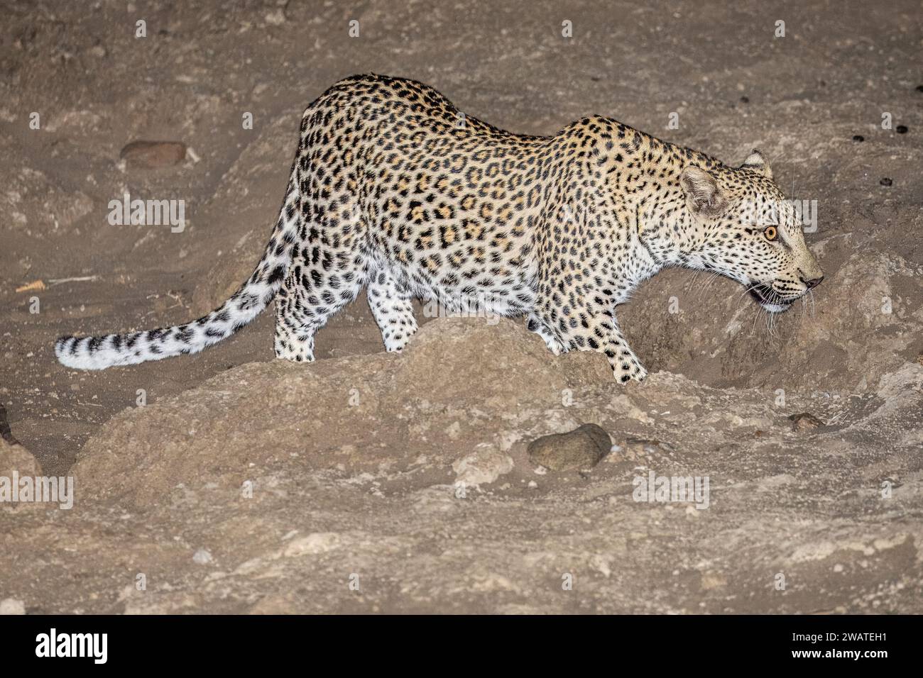Female forager hi-res stock photography and images - Alamy