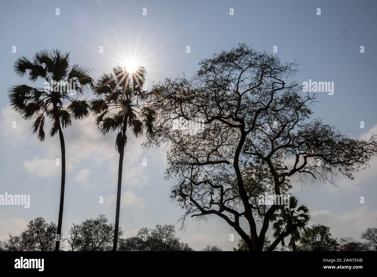 Palm trees, dawn, Majete Wildlife Reserve, Malawi Stock Photo - Alamy