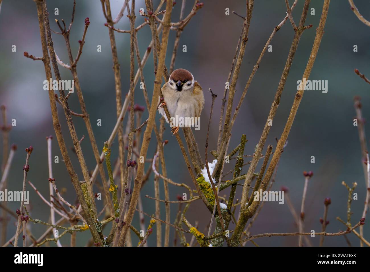 Passer montanus Family Passeridae Genus Passer Eurasian tree sparrow ...