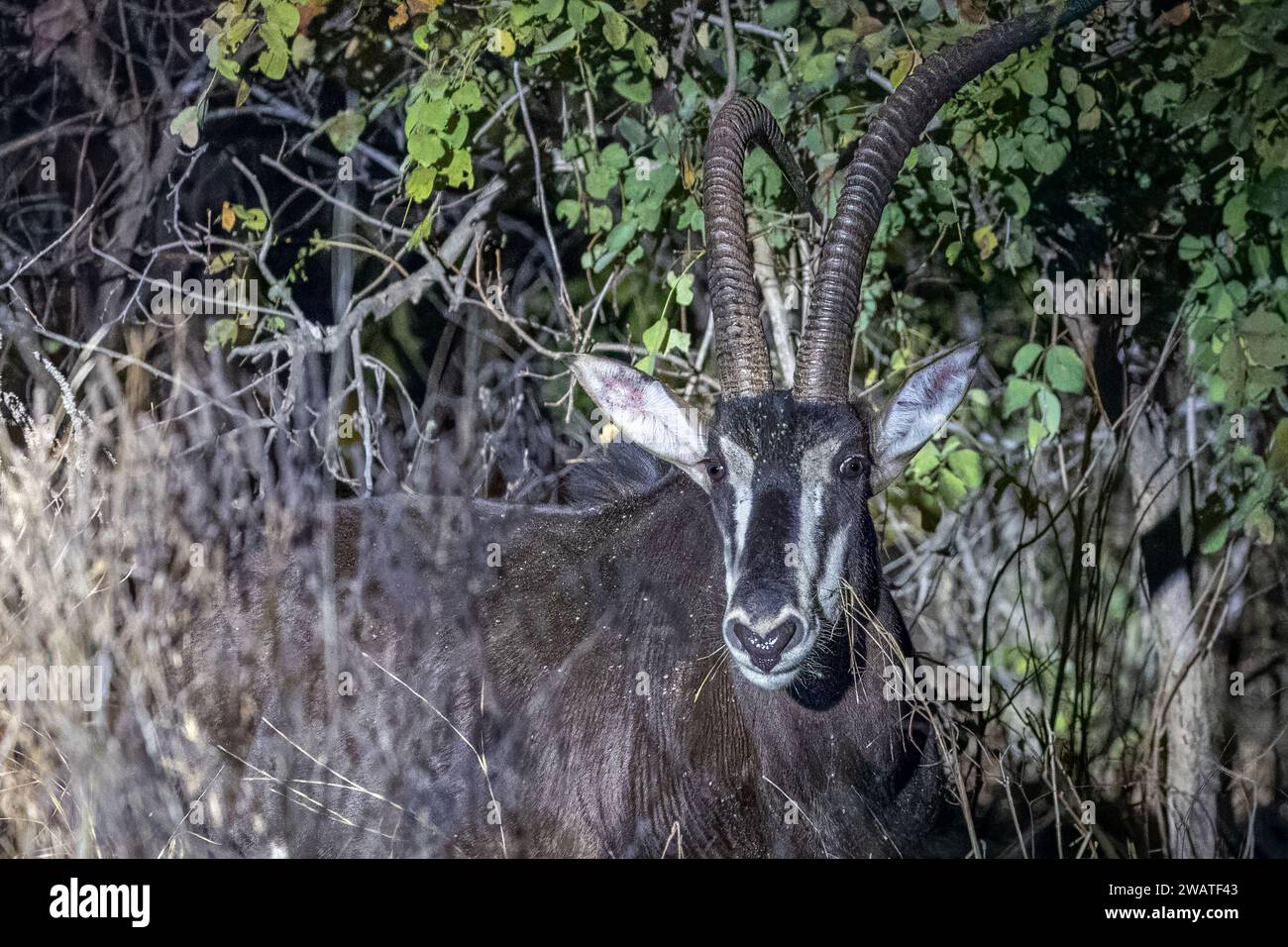 Malform hi-res stock photography and images - Alamy