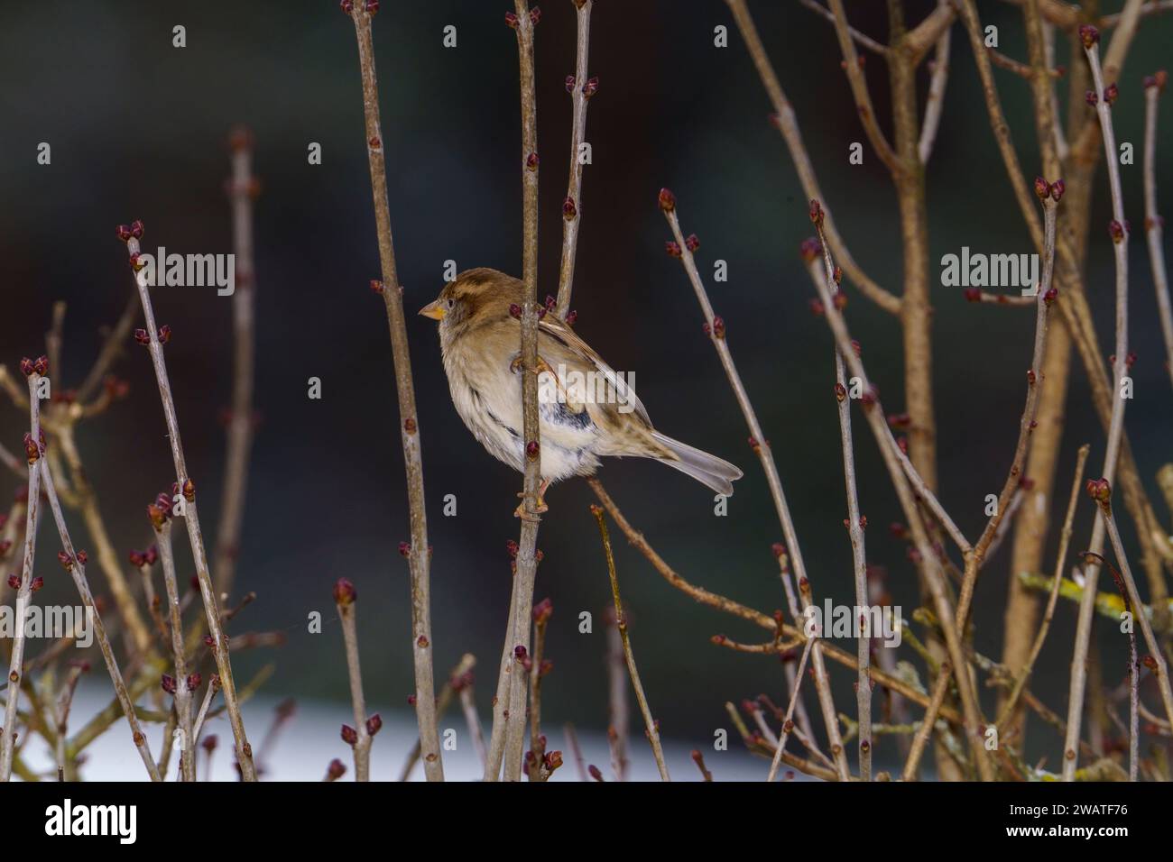 Passer domesticus Family Passeridae Genus Passer House sparrow wild ...