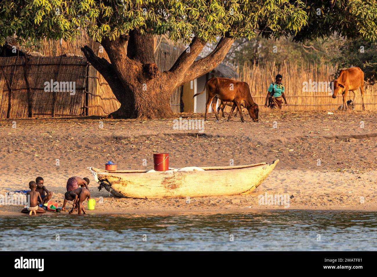 Cows, kids mango tree & fishing boats, Dusk, village, Lake Malawi ...