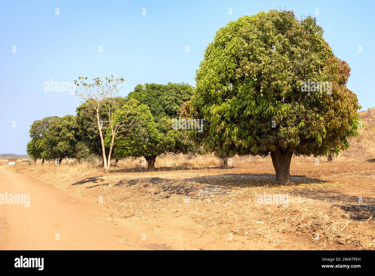 Mango trees, Kasankha village, Mangochi, Lake Malawi, Malawi Stock ...