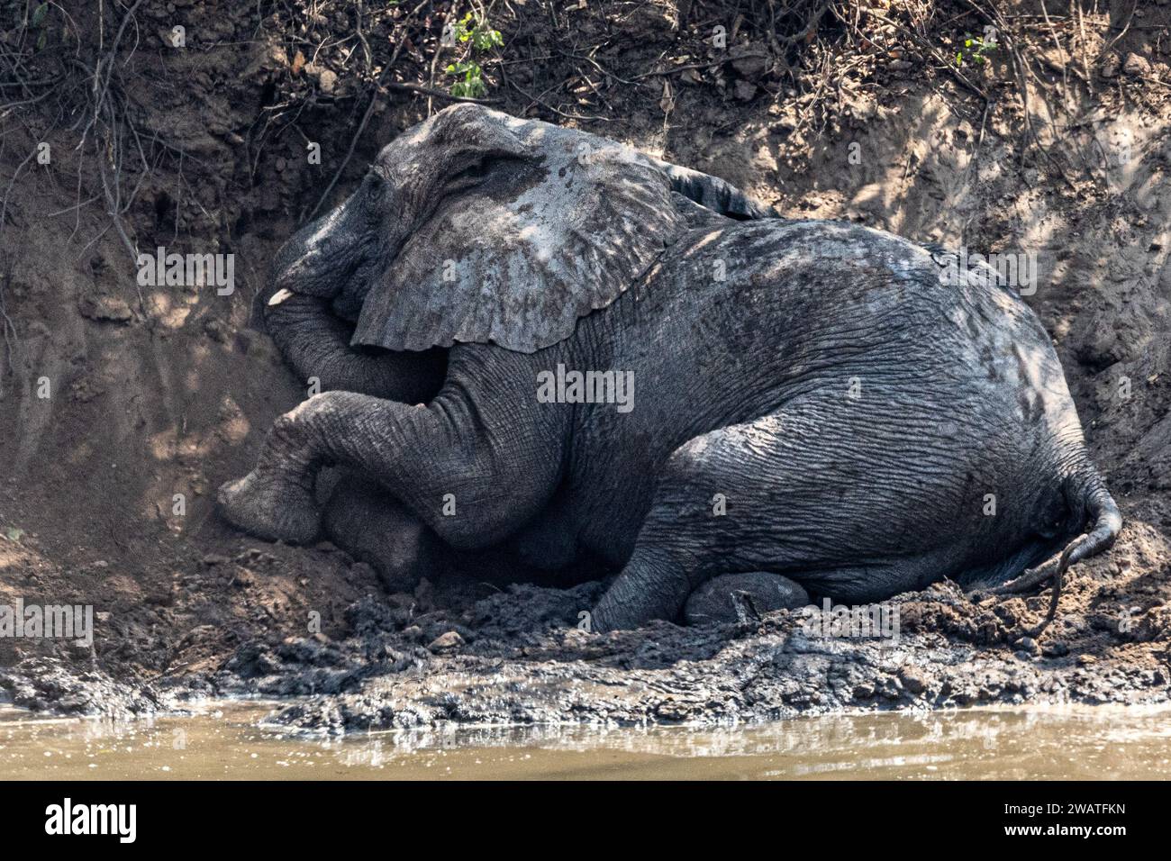 African Elephant, female, having a mud bath in Bua river, Nkhotakota ...