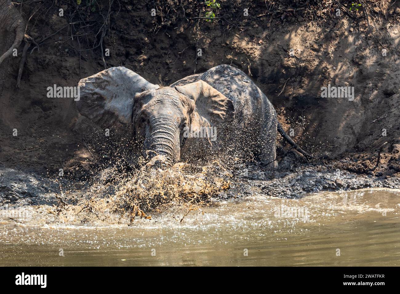 African Elephant, female, having a mud bath in Bua river, Nkhotakota ...
