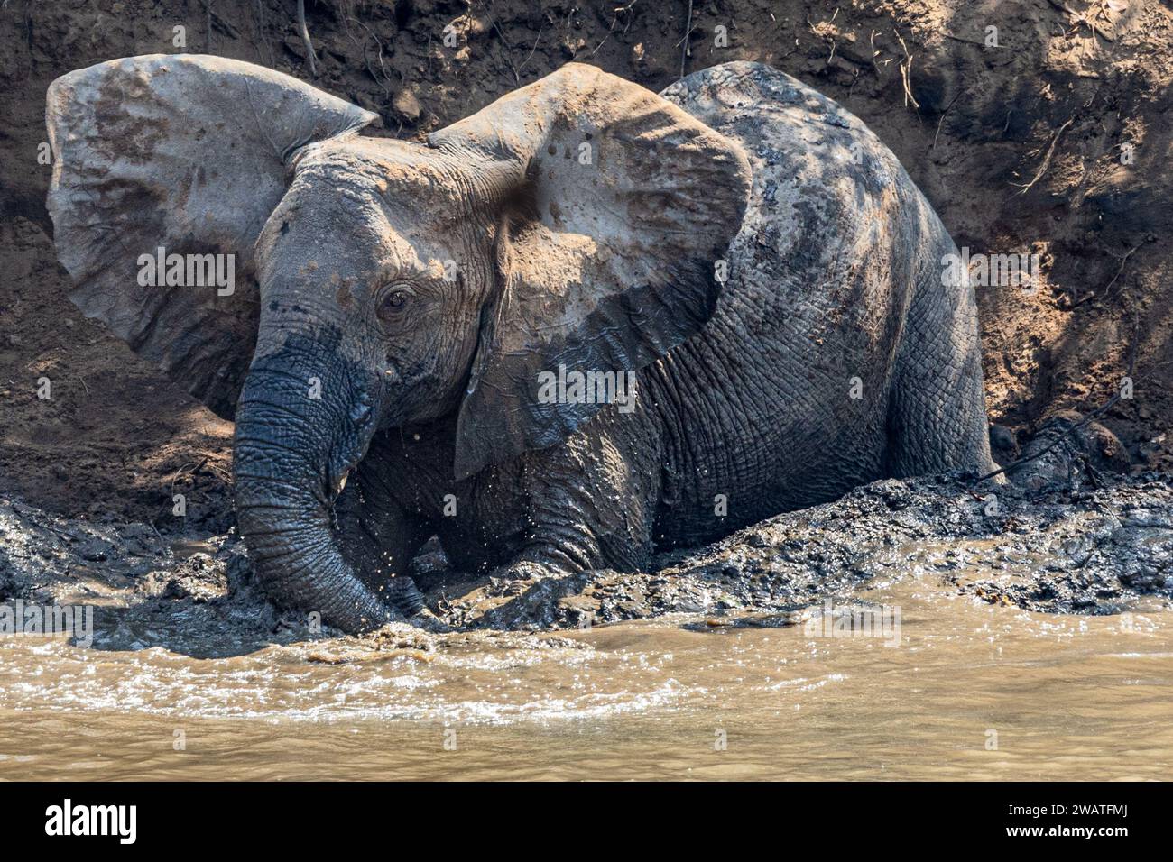 African Elephant, female, having a mud bath in Bua river, Nkhotakota ...