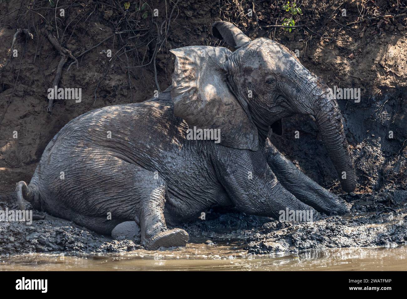 African Elephant, female, having a mud bath in Bua river, Nkhotakota ...