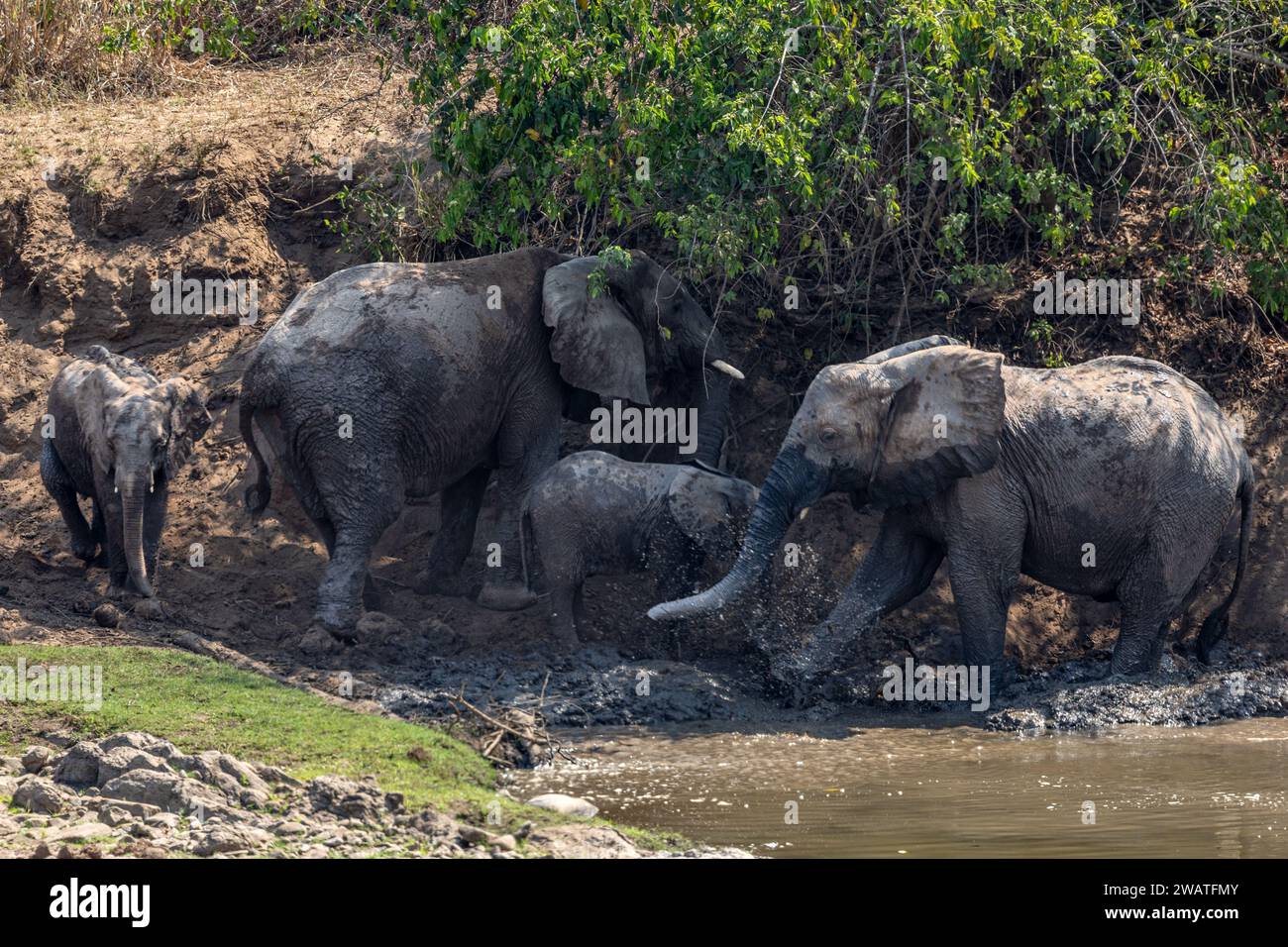 African Elephant, female, having a mud bath in Bua river, Nkhotakota ...