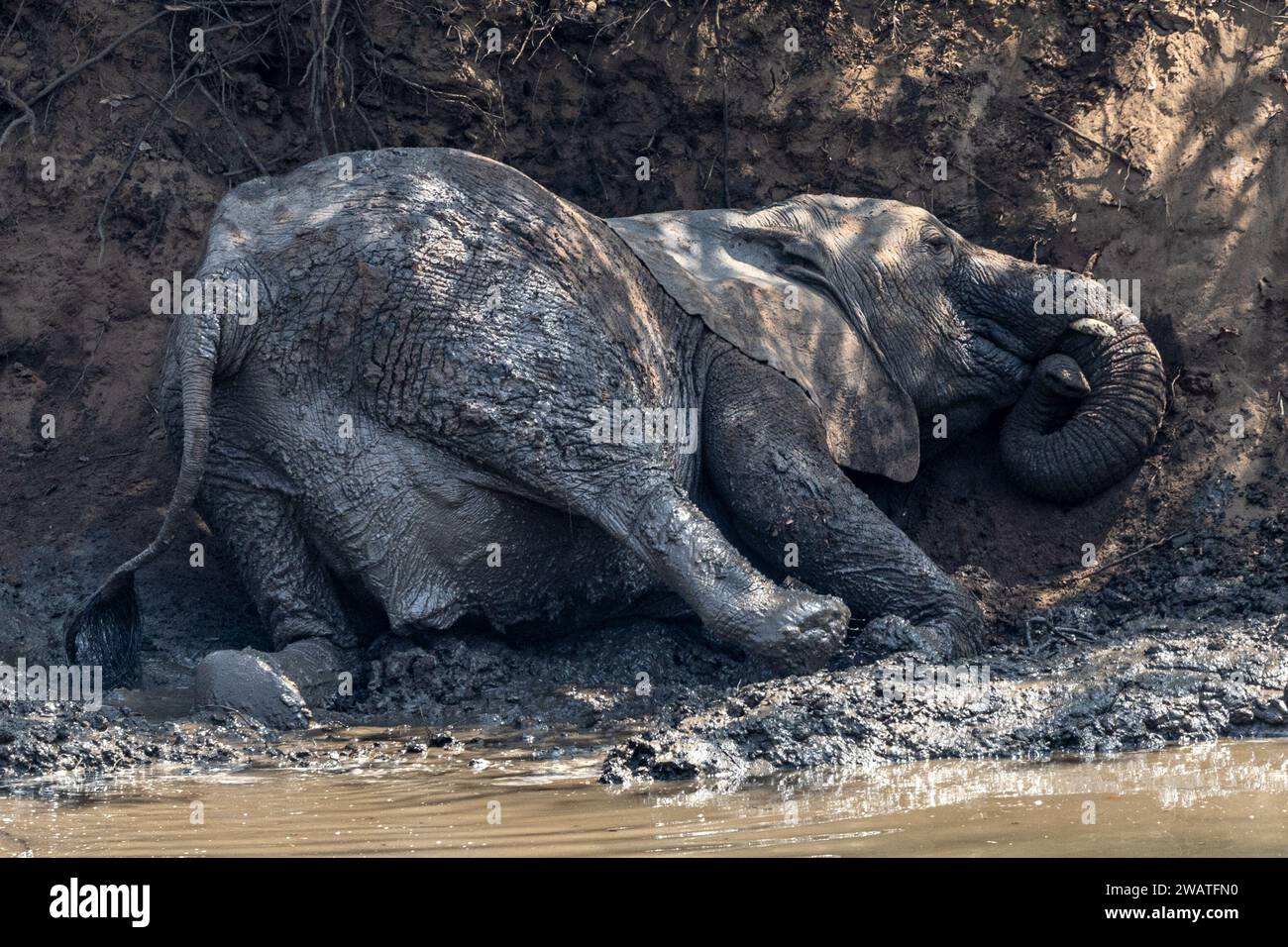 African Elephant, female, having a mud bath in Bua river, Nkhotakota ...