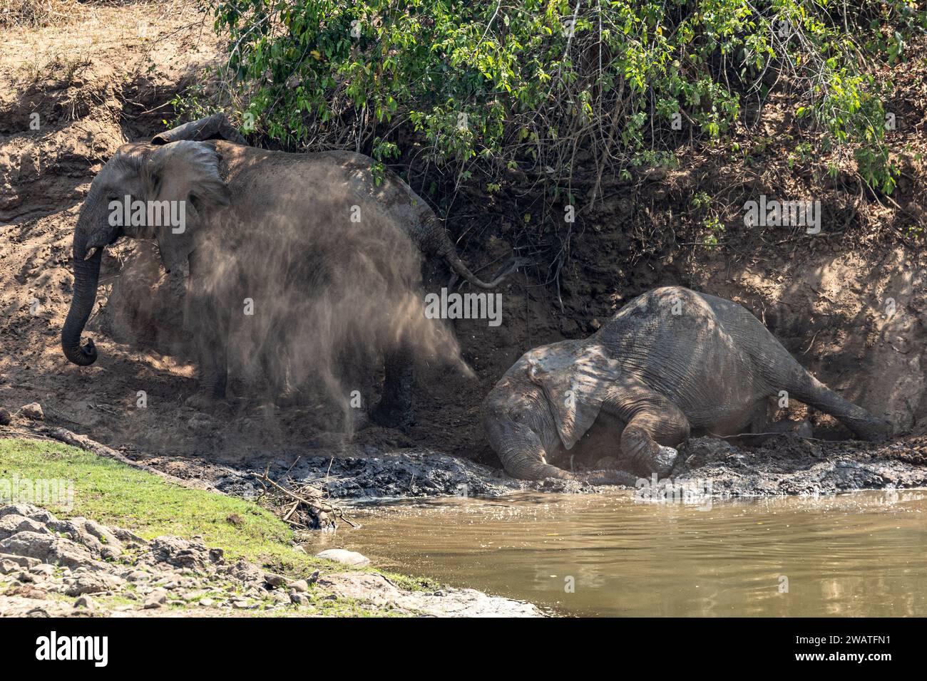 African Elephant, female, having a mud bath in Bua river, Nkhotakota ...