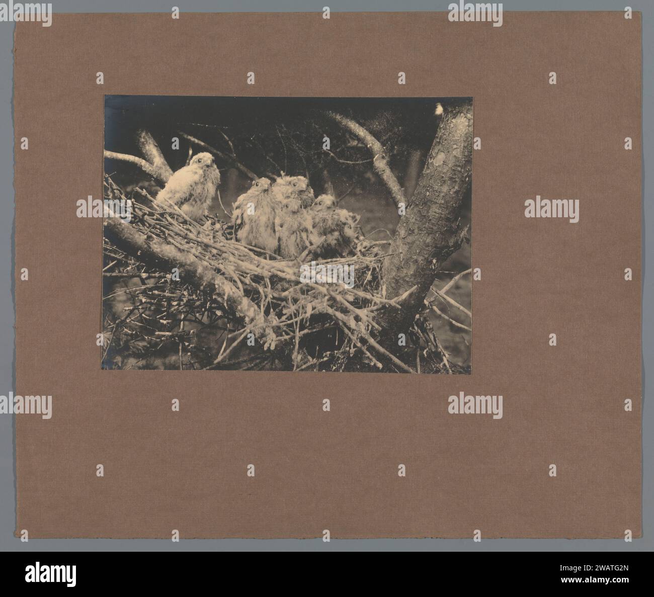 Young kestrel in a nest, 1900 - 1952 photograph Netherlands baryta ...