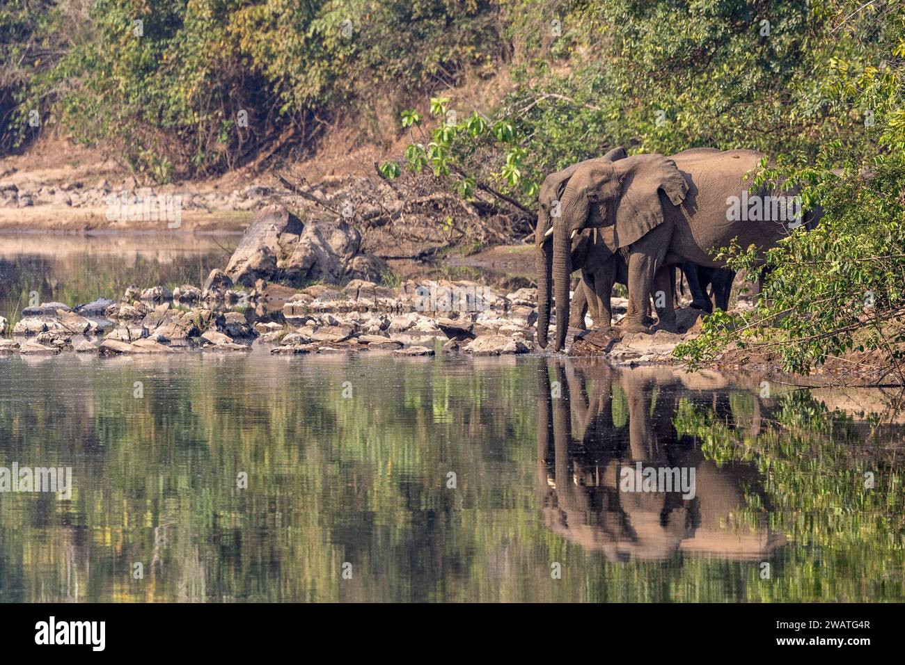 Female Elephants drinking, Bua river, Nkhotakota Wildlife Reserve ...