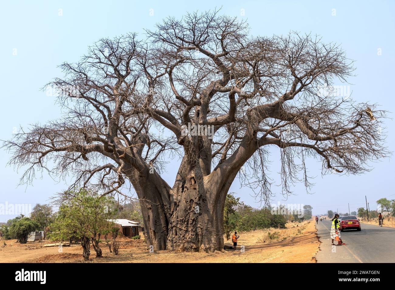 Baobab tree, Katelera, Central Region, Malawi Stock Photo - Alamy
