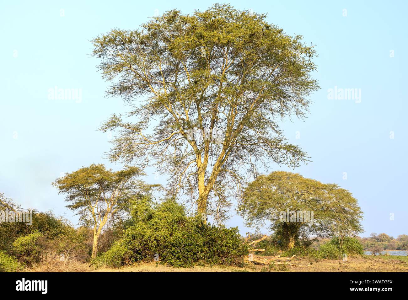 Fever Tree, Shire river, Liwonde National Park, Malawi Stock Photo - Alamy