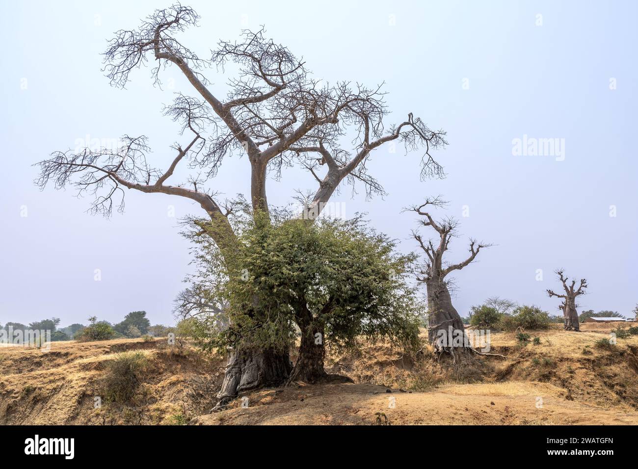Baobab tree, Katelera, Central Region, Malawi Stock Photo - Alamy