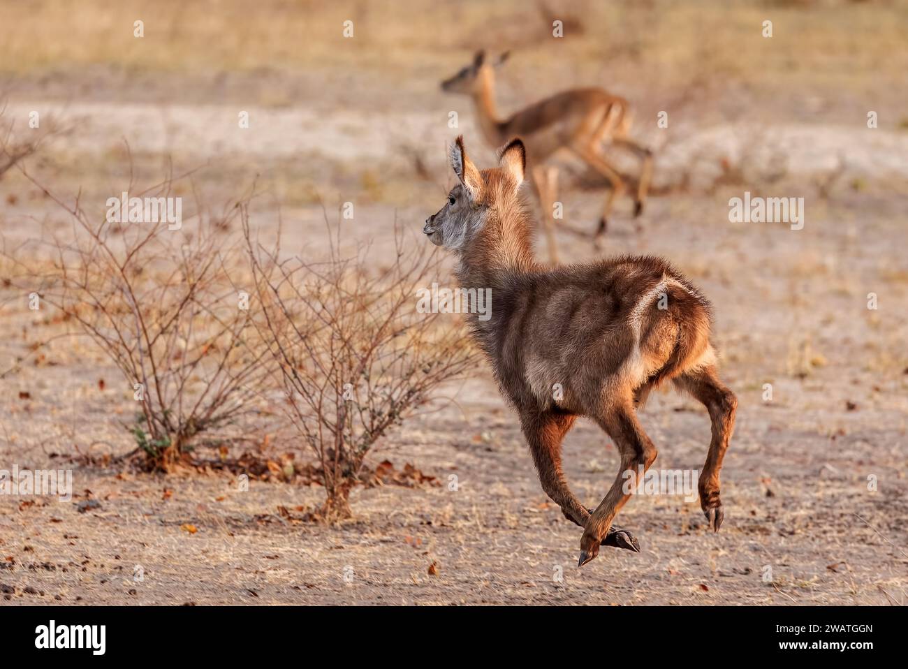 Female Waterbuck running, dusk, Liwonde National Park, Malawi Stock ...