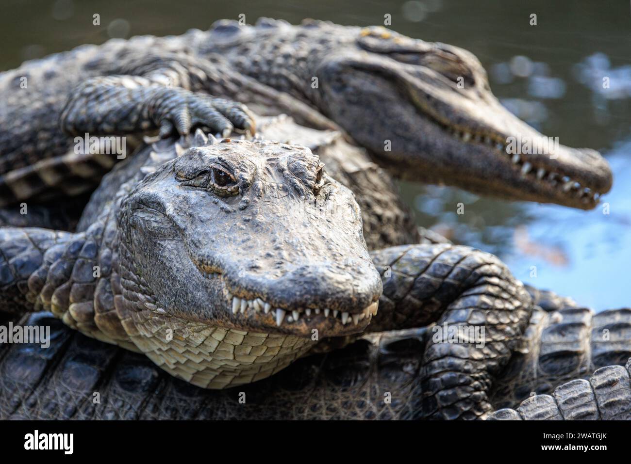 Gator Pile: Horizontal Image of Stacked Alligators Napping under the ...