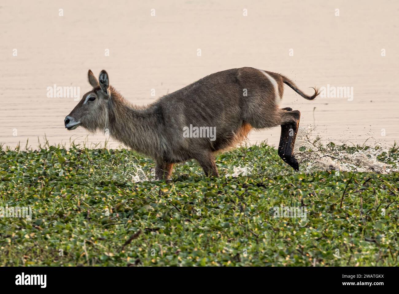 Female Waterbuck running through water hyacinth, dusk, Shire river ...