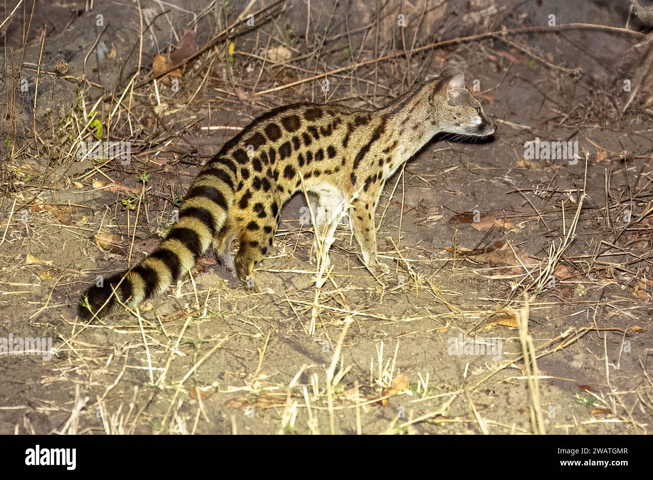 Rusty-spotted genet, Genetta maculata, Liwonde National Park, Malawi ...
