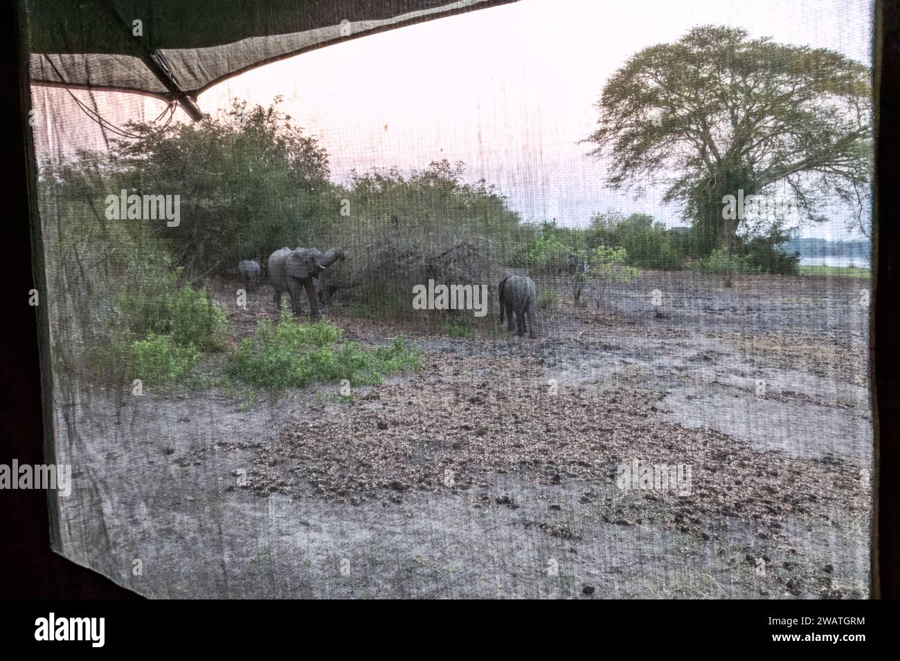 Elephants outside tourist tent, Liwonde National Park, Malawi Stock ...