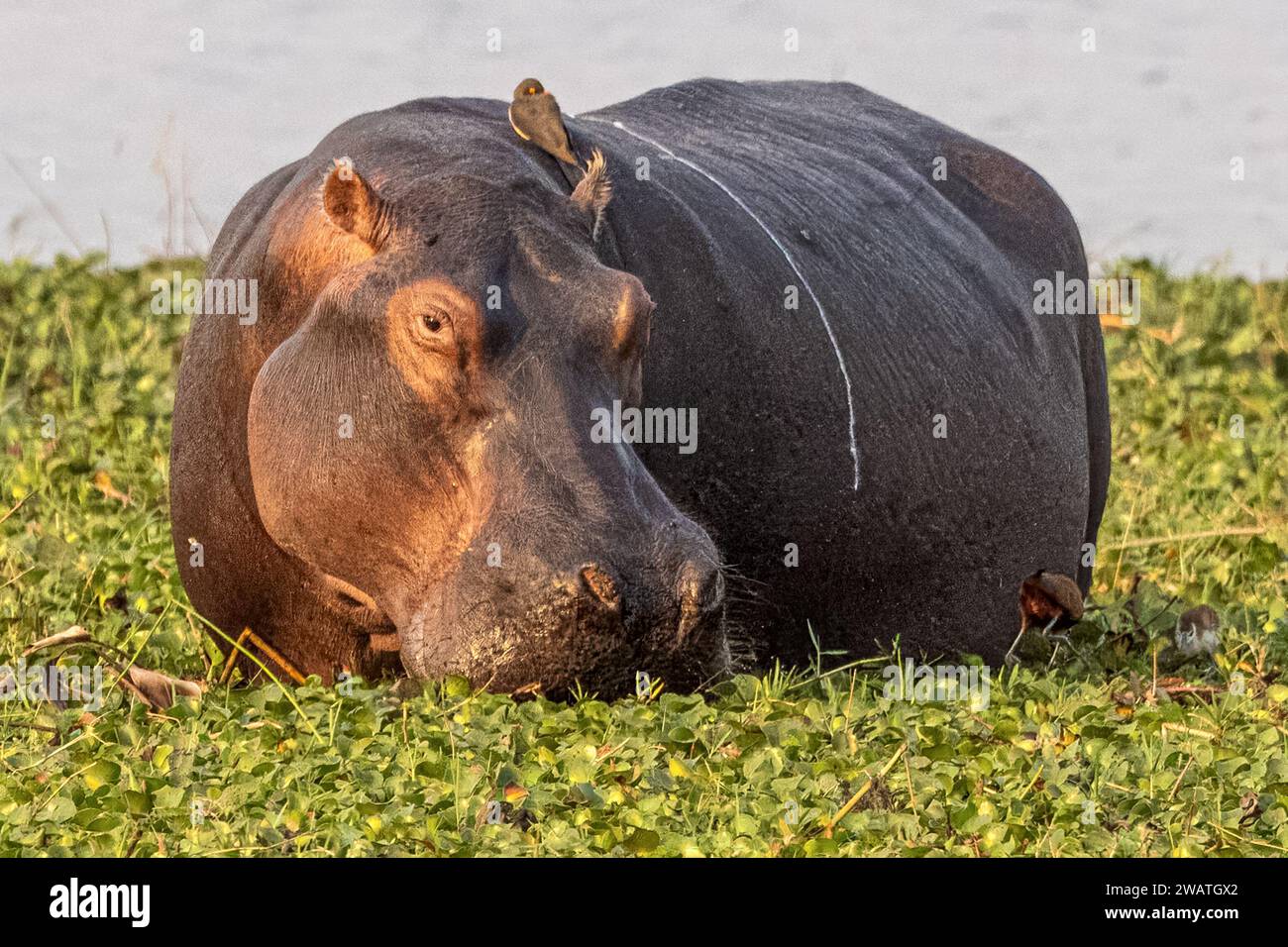 Hippopotamus with Red-billed Oxpecker & African Jacana, amongst water ...