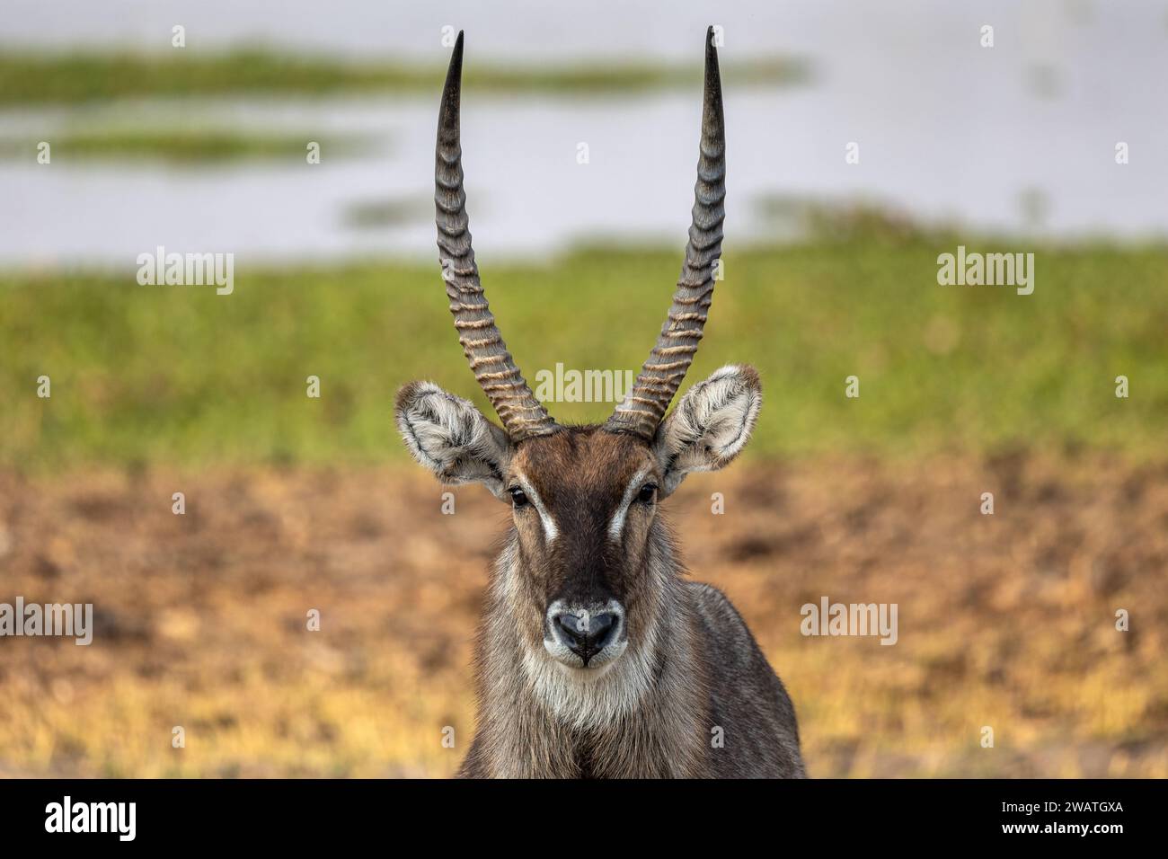 Male Waterbuck, dawn, Liwonde National Park, Malawi Stock Photo - Alamy
