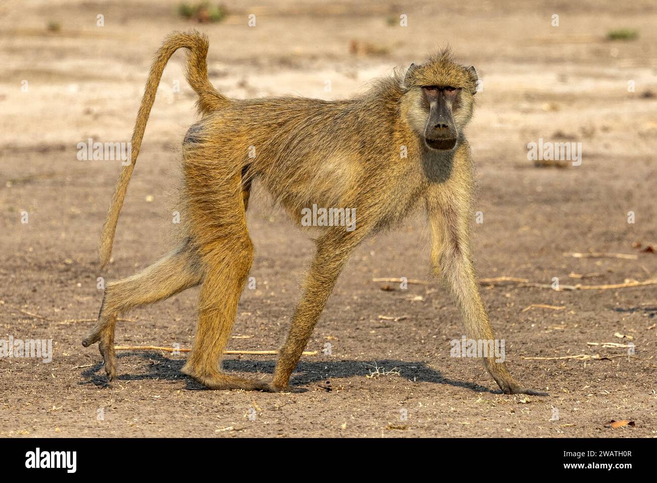 Male, Yellow baboon, Liwonde National Park, Malawi Stock Photo - Alamy