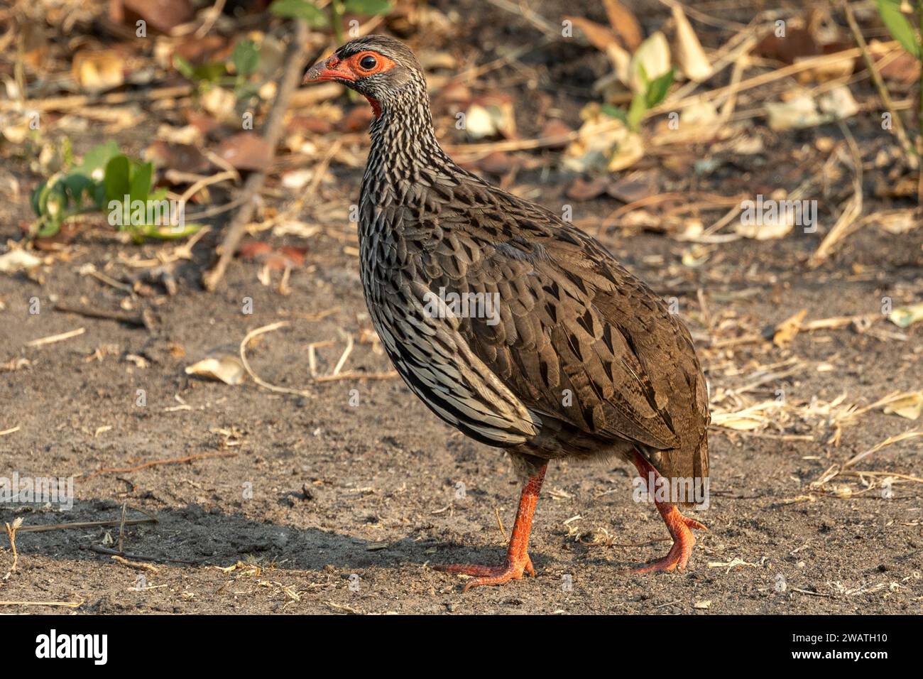 Red-necked Spurfowl, previously Red-necked Francolin, Liwonde National Park, Malawi Stock Photo ...