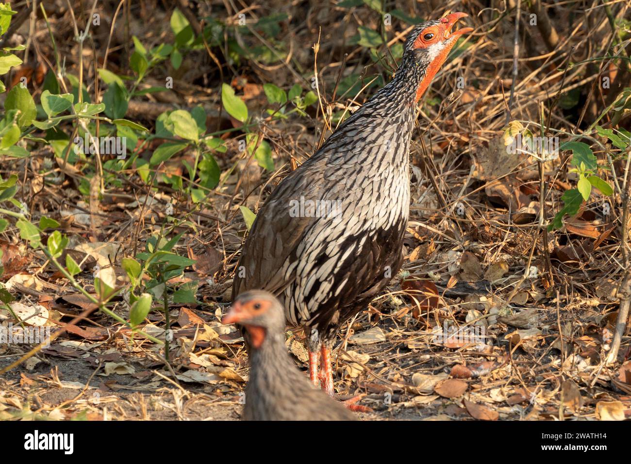 Red-necked Spurfowl, previously Red-necked Francolin, calling, Liwonde ...